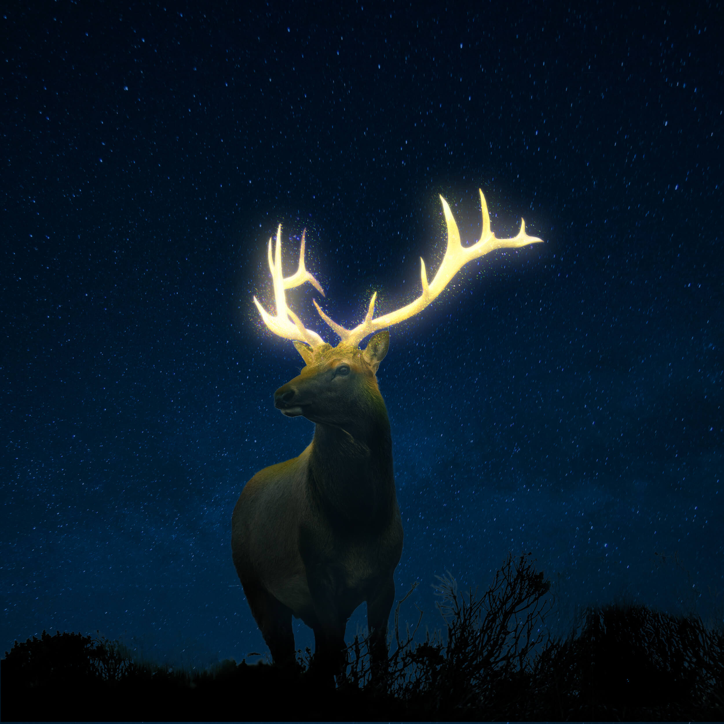 Ps Practice – cedar